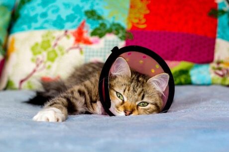 Understanding Feline Abscesses: Causes, Symptoms, and Treatment ...