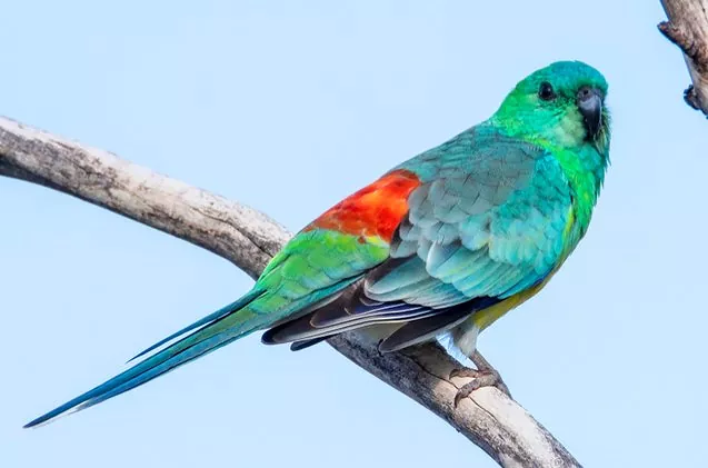 Red Rumped Parrots Unveiled: A Comprehensive Guide - Petpalace.uk
