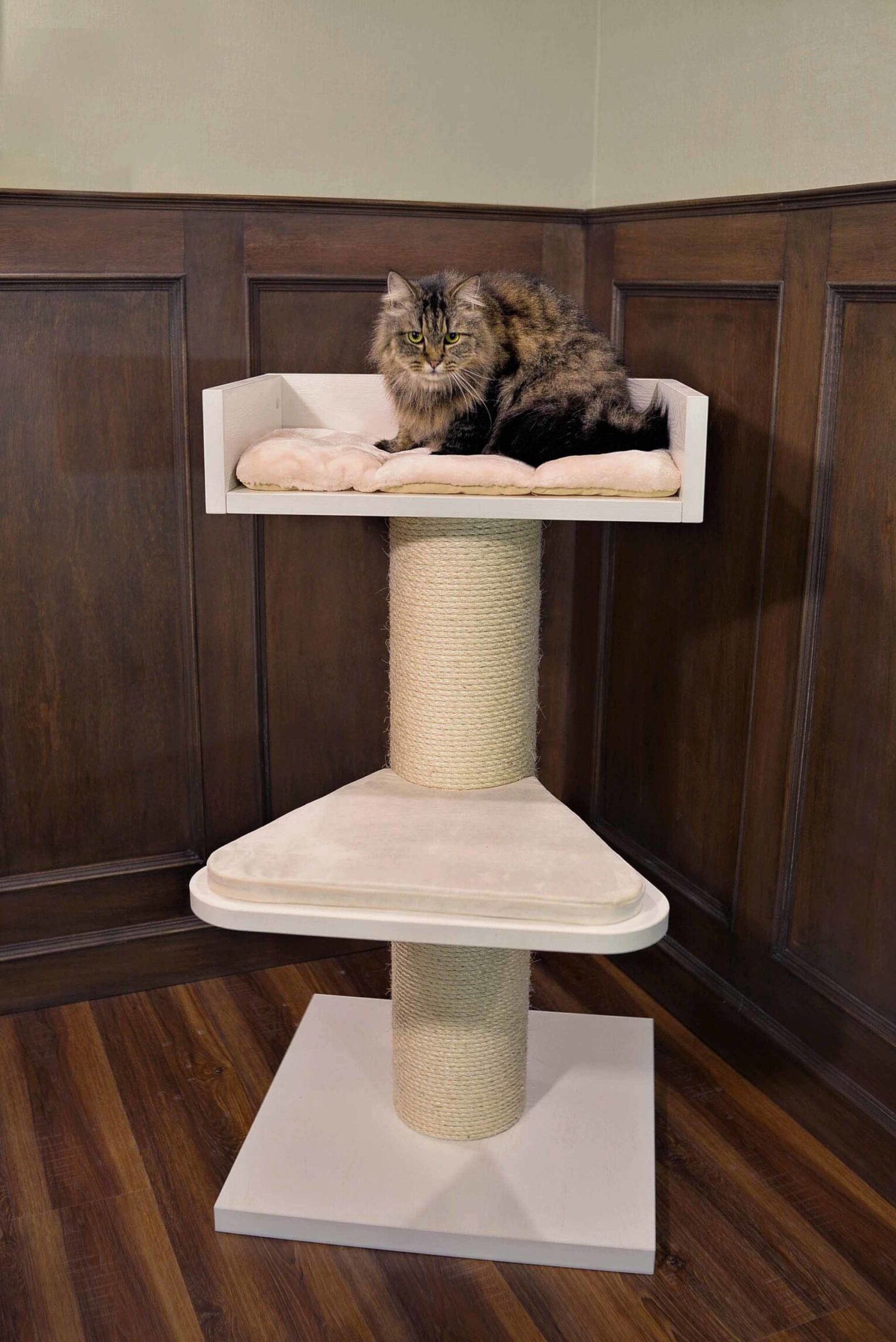 Introducing Your Maine Coon to a New Cat Tree: Tips and Tricks ...