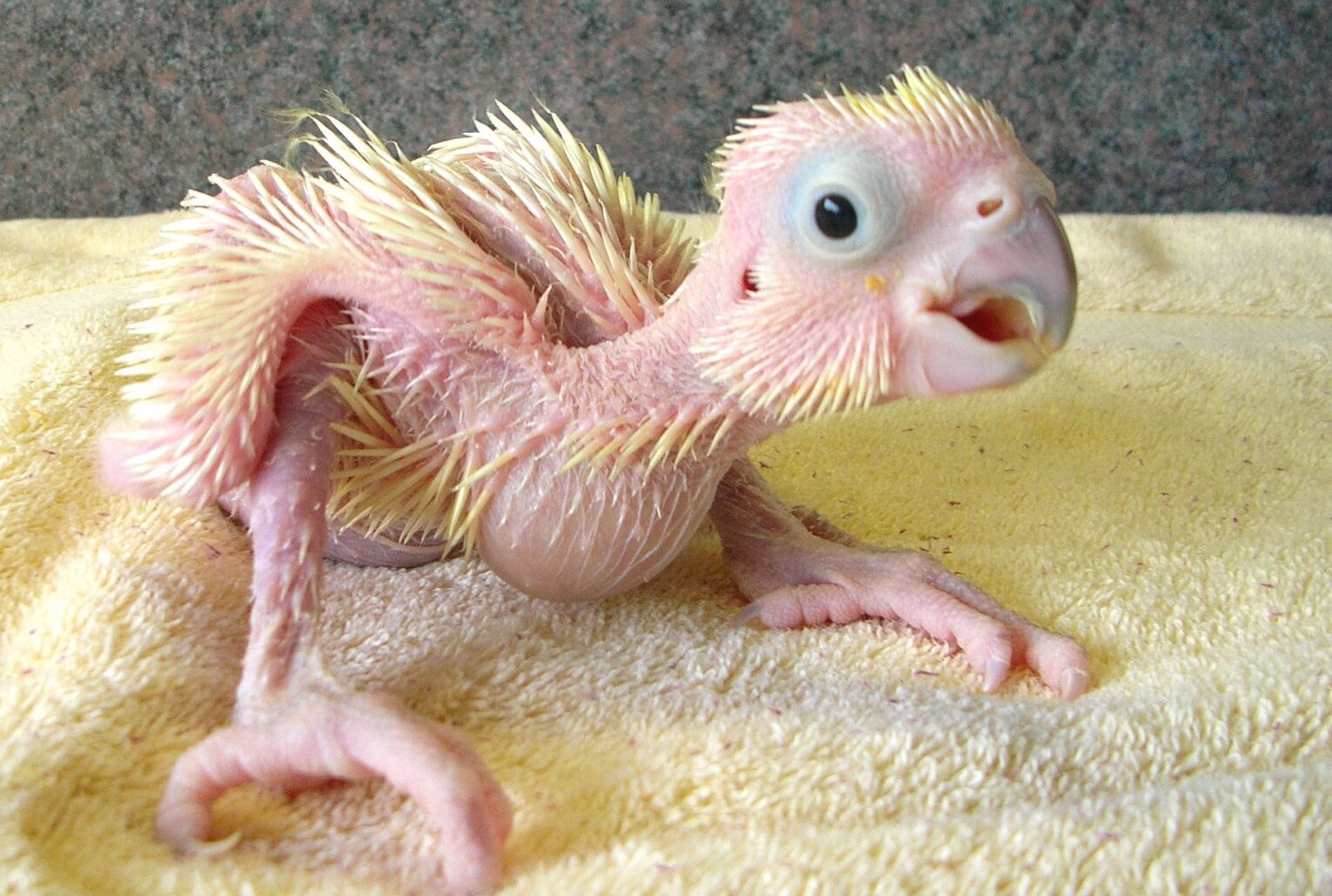 Essential Training Tips for Baby Parrots: A Comprehensive Guide ...