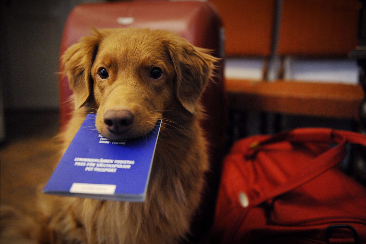 The Ultimate Guide to Getting a Pet Passport: Traveling with Your Furry ...