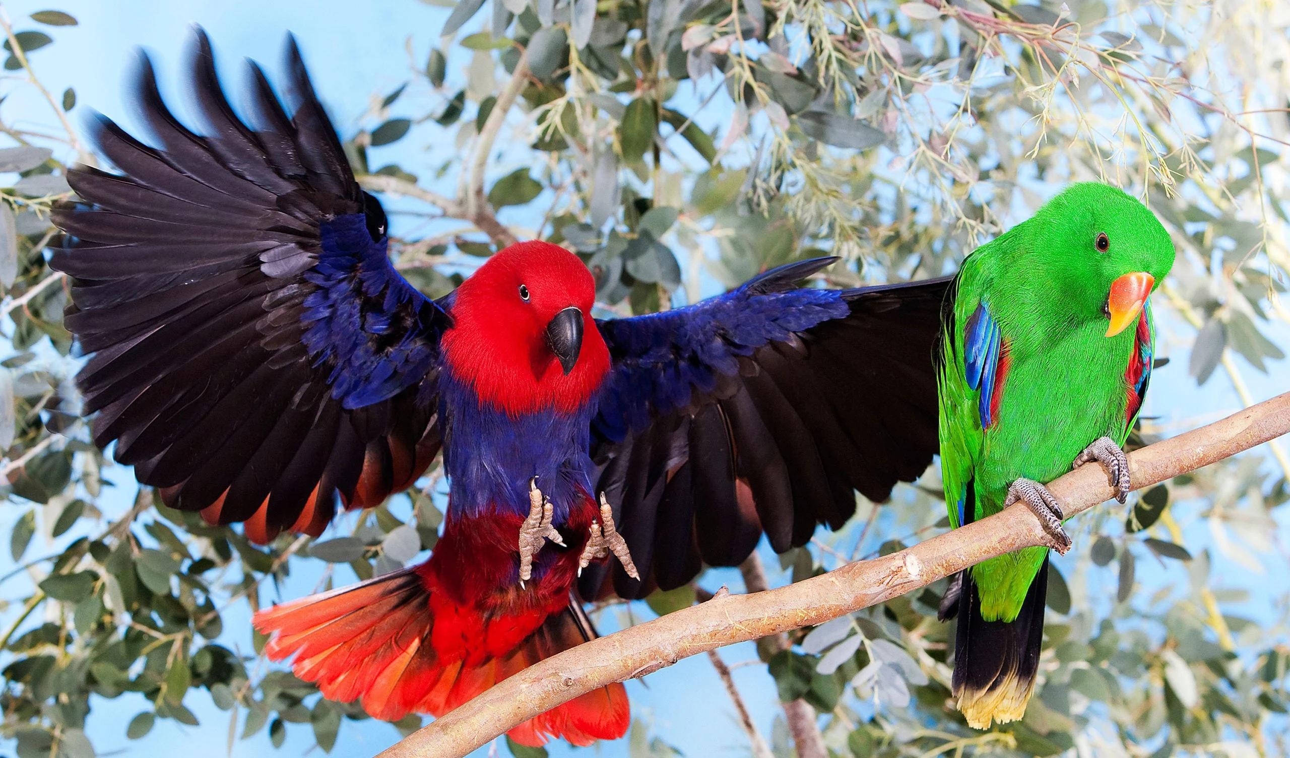 Eclectus Parrot Fact Sheet - Petpalace.uk