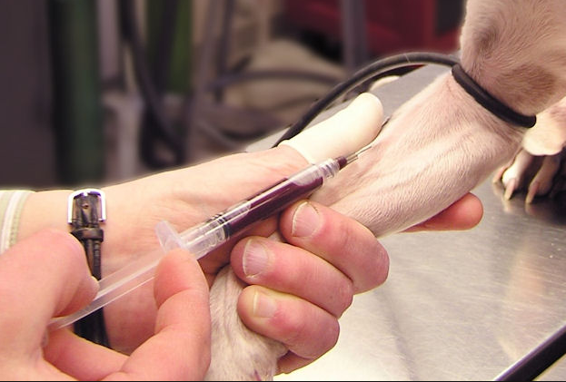 Understanding Titre Testing: A Comprehensive Guide to Assessing ...