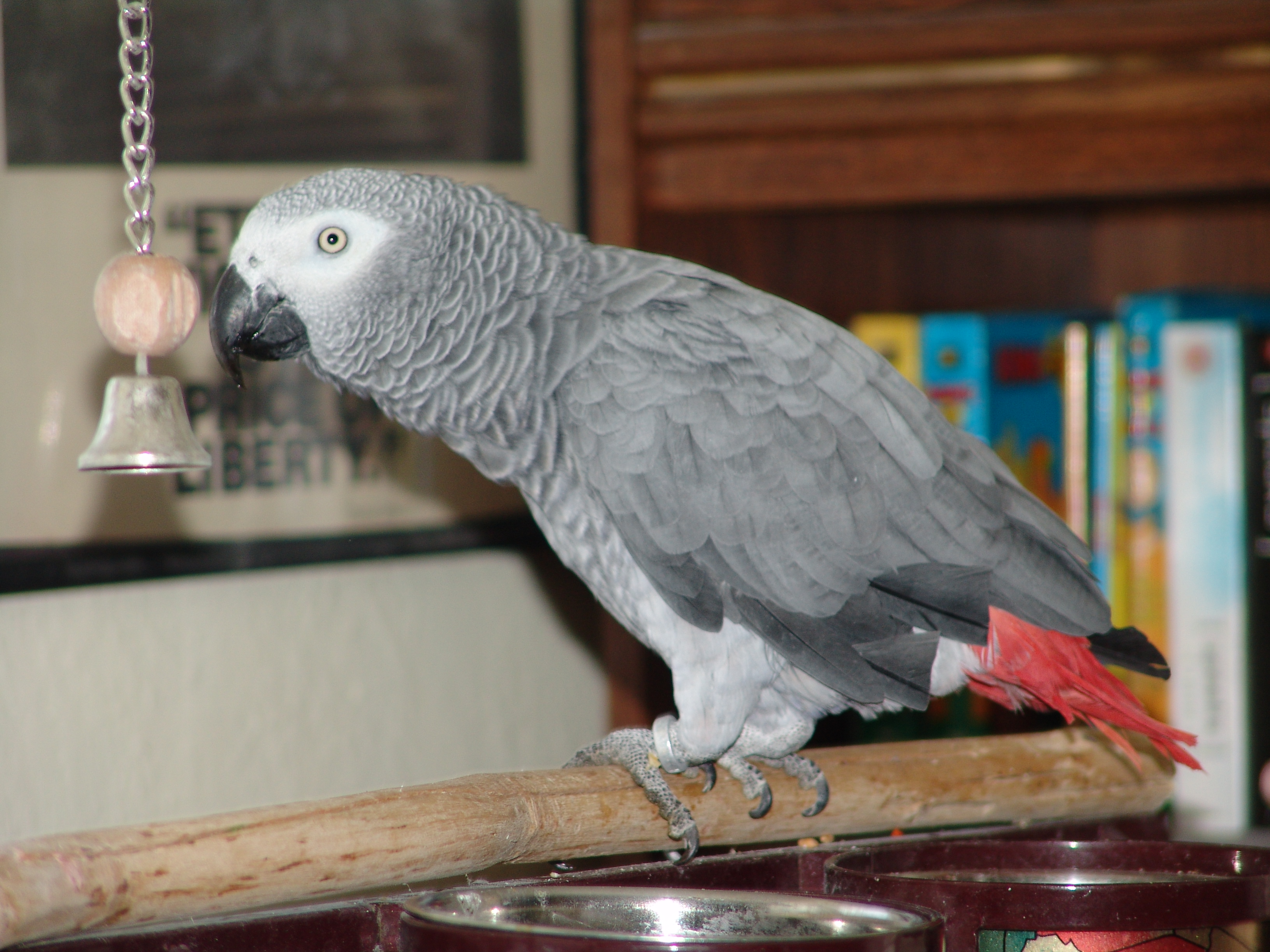 Wing-clipping Yes or No? - Petpalace.uk