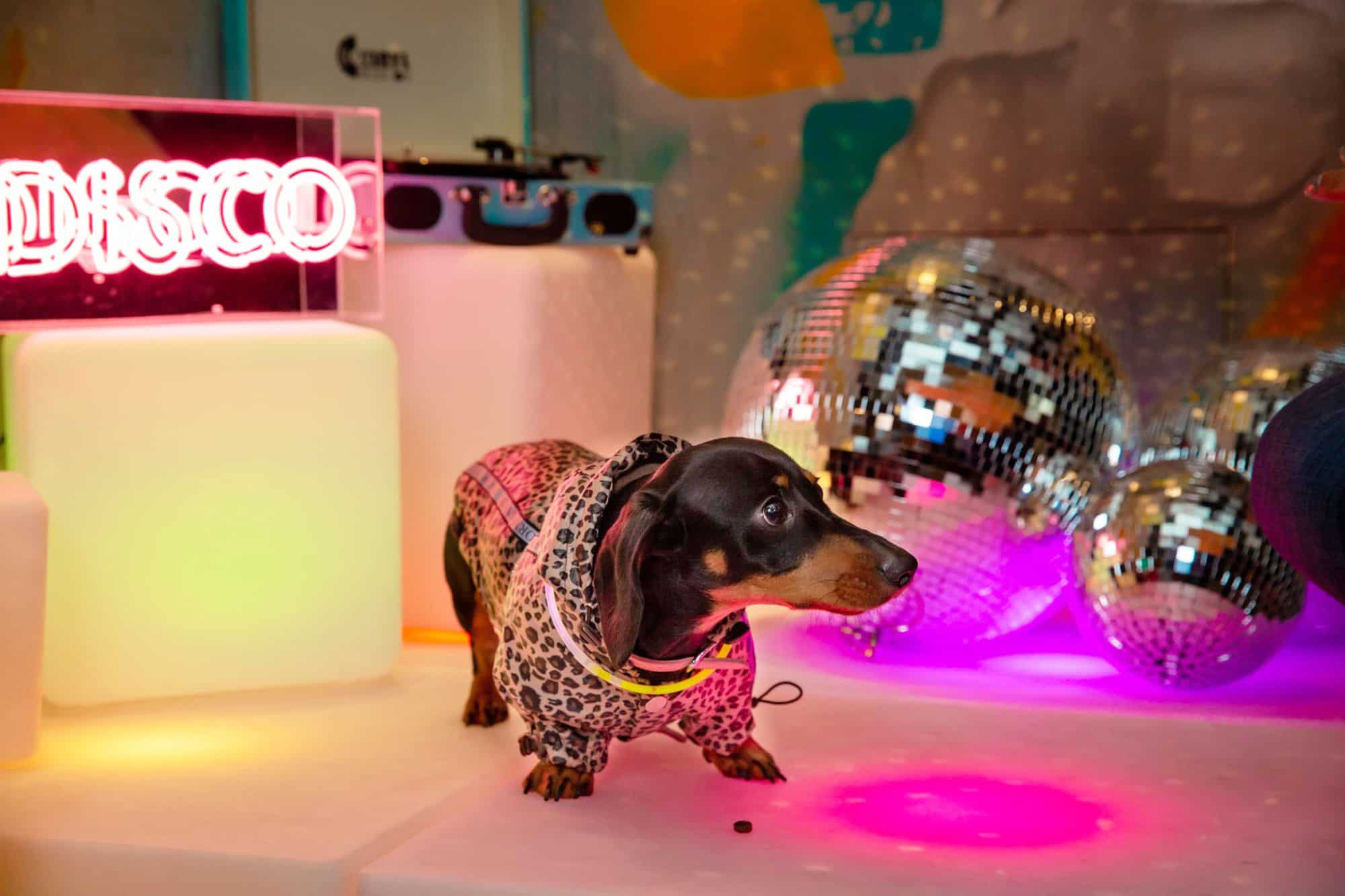 A Guide to Hosting Pet-Friendly Community Events - Petpalace.uk