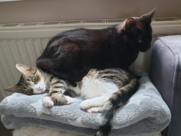 Do Cats Actually Follow a Pecking Order? In Depth Guide - Petpalace.uk