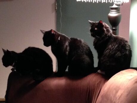 Do Cats Actually Follow a Pecking Order? In Depth Guide - Petpalace.uk