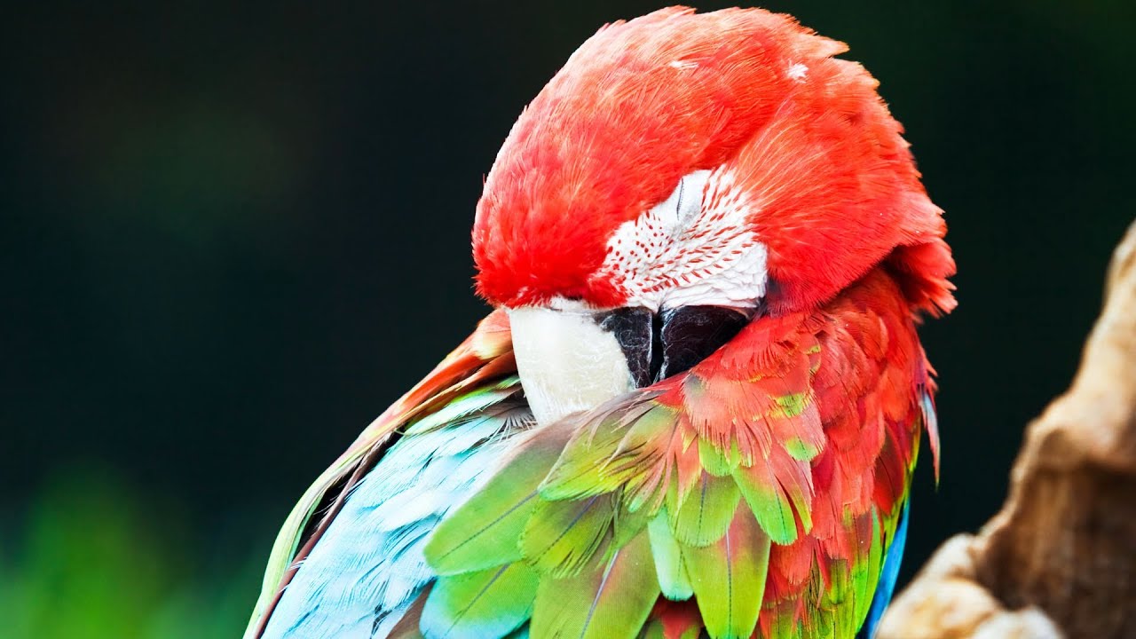 Understanding Your Bird's Sleep Patterns - Petpalace.uk