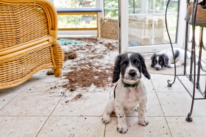 The Ultimate Guide to Dog-Proofing Your Home - Petpalace.uk